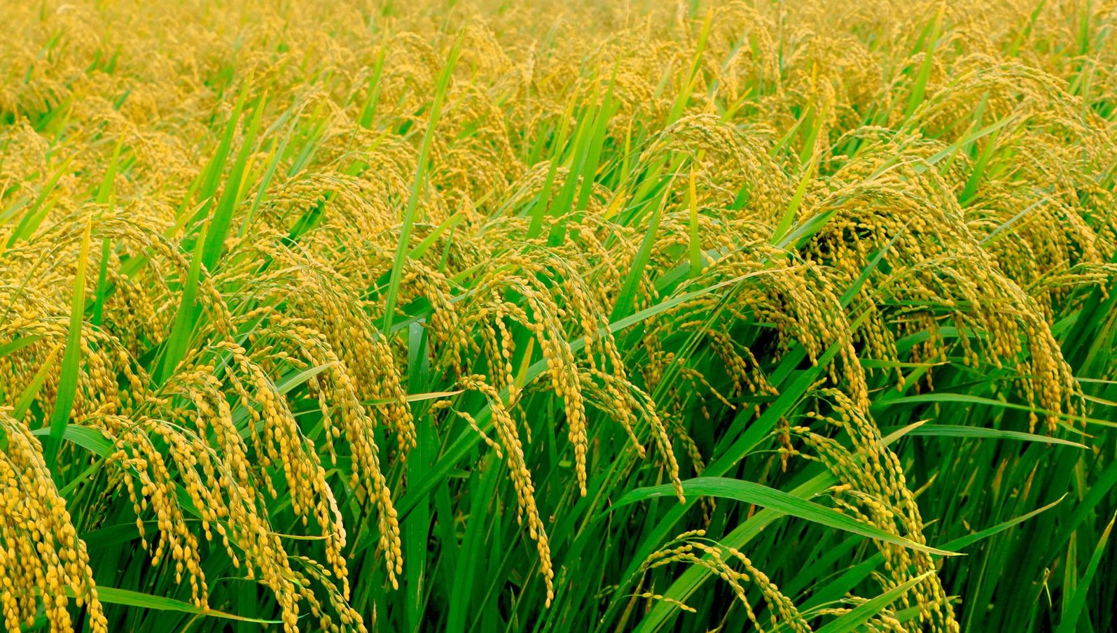 Orezone Announces US$105 Million Financing to Fully Fund the Bomboré ...